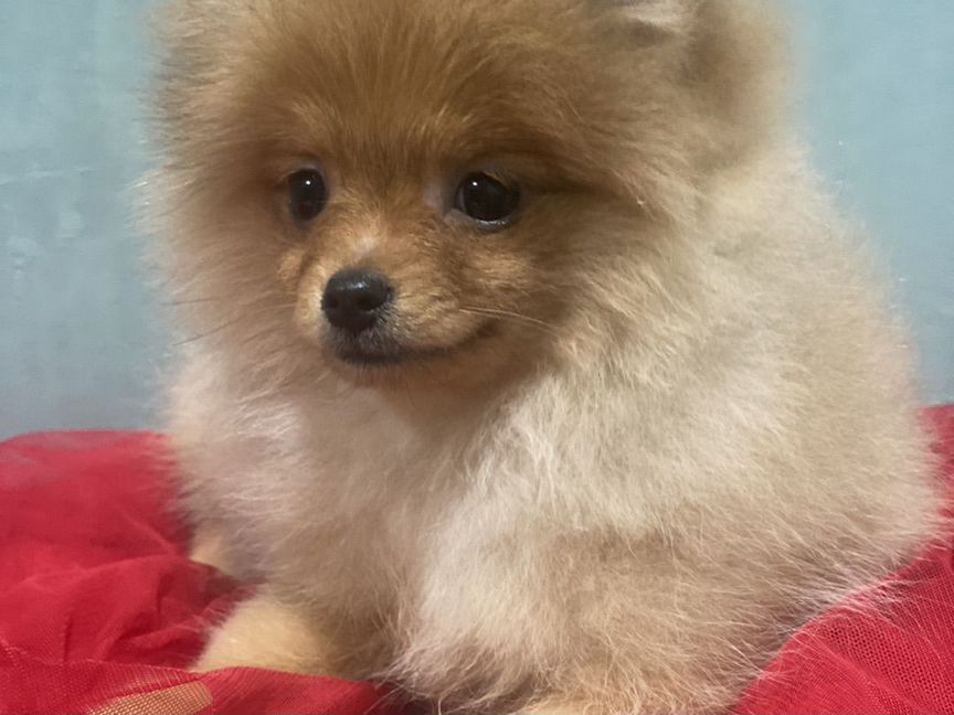 Щенки померанского шпица