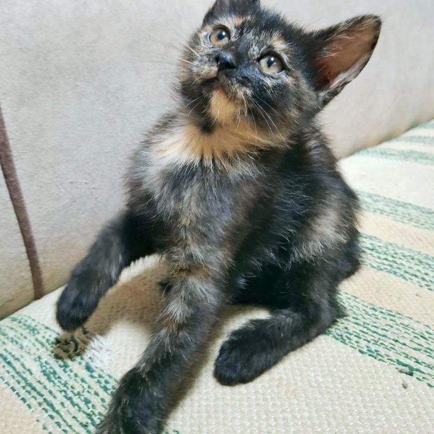 Кошечка в добрые руки