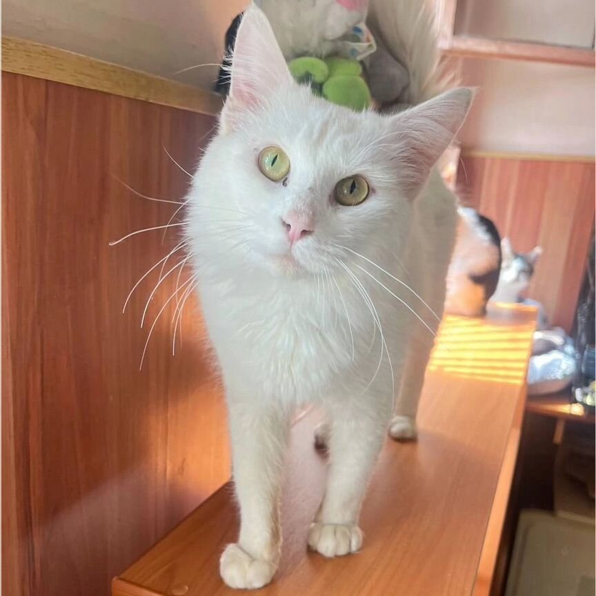 Белый котик Харитон