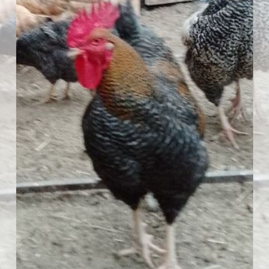 Петух
