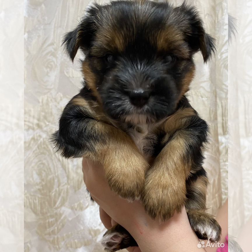 Мальчик йорк терьер