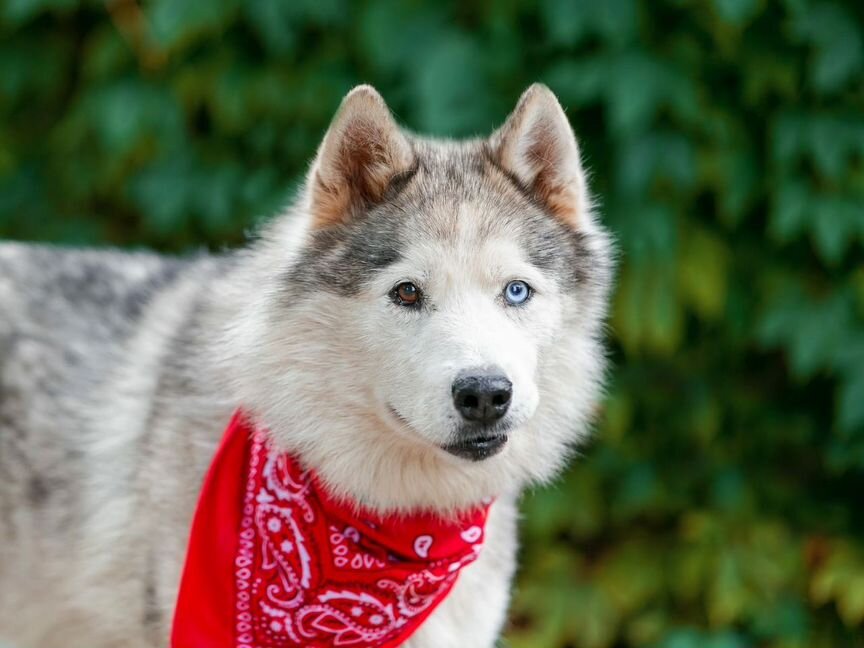 Сибирский хаски в добрые руки