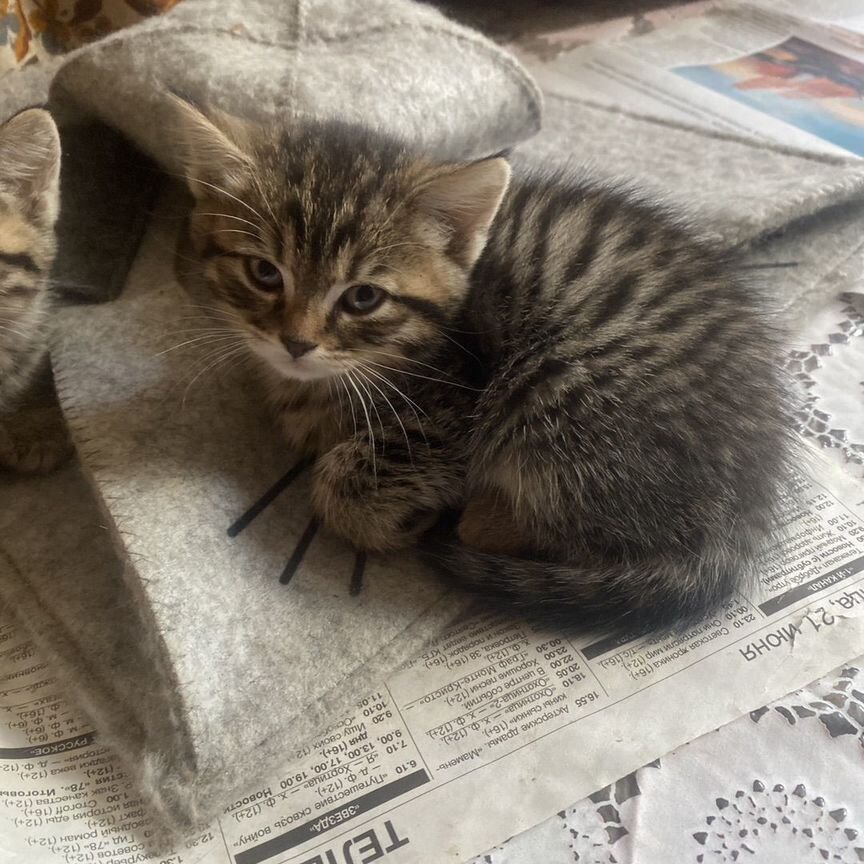 Котенок 1 месяц