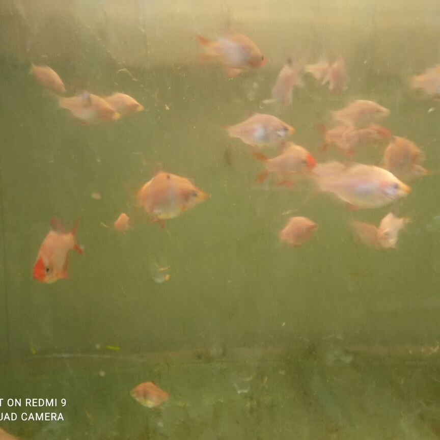 Аквариумные рыбки