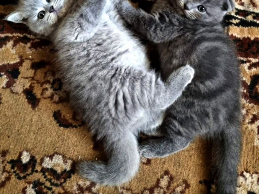 Шотландские котята, фолд,страйт