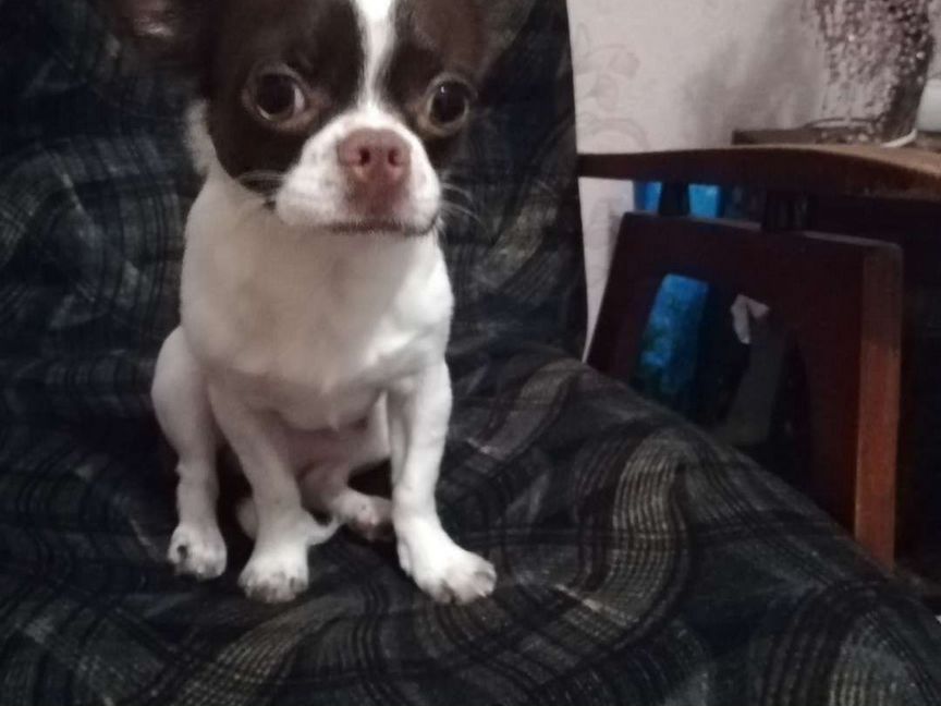 Вязка чихуахуа