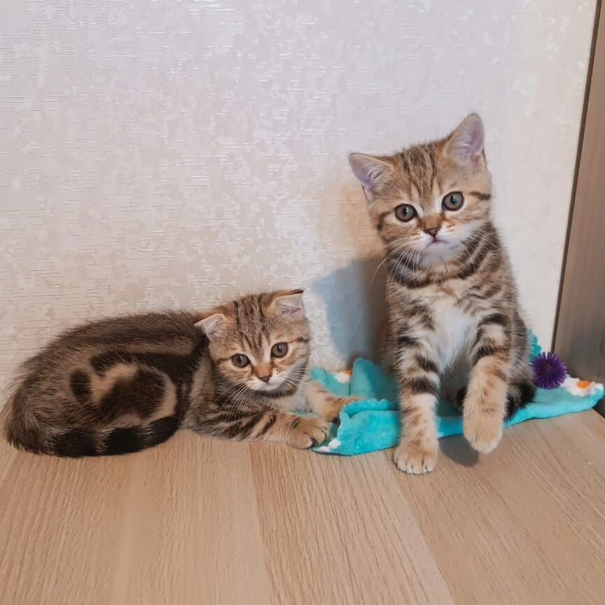 Шотландские котята мальчик и девочка