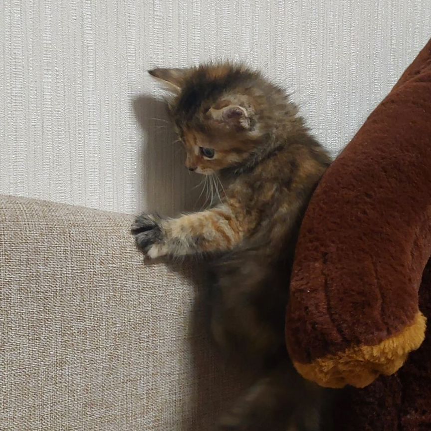 Котенок девочка 2 месяца