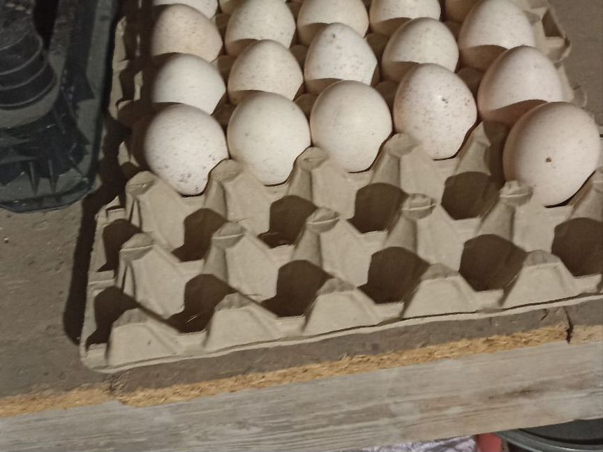 Индюшиное яйцо