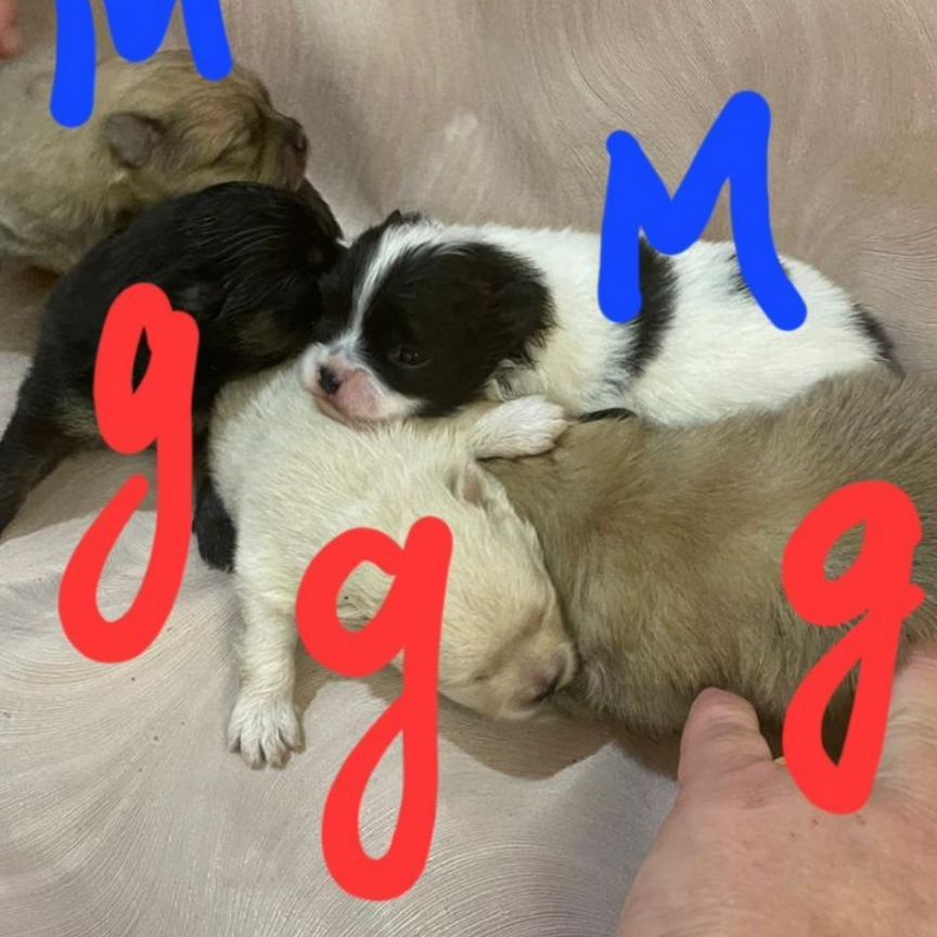 Шпицули к раннему бронированию