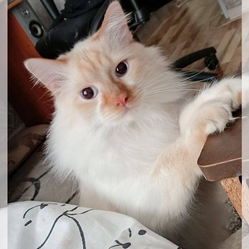 Взрослый кот в добрые руки