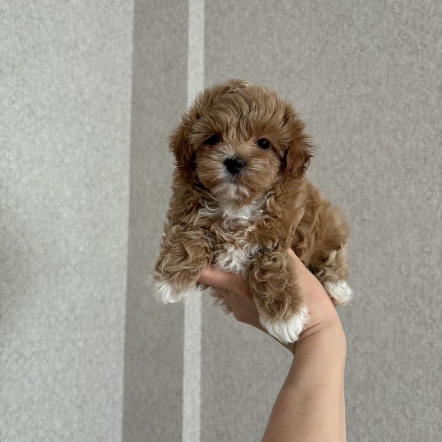 Мальтипу F1 шикарная девочка