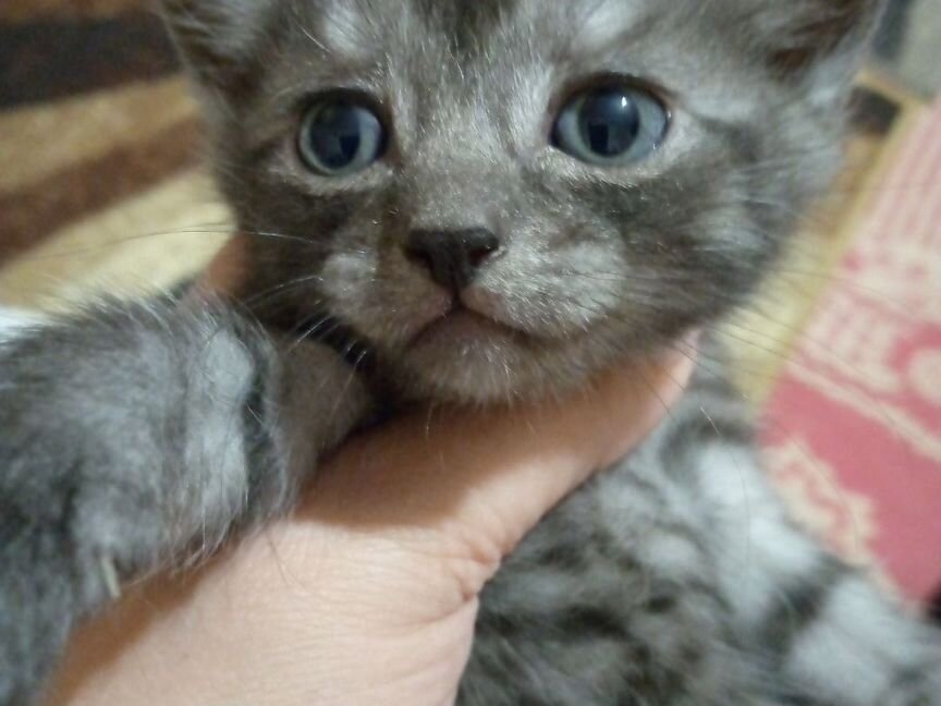 Котята мама шотландка веслоухая папа британец