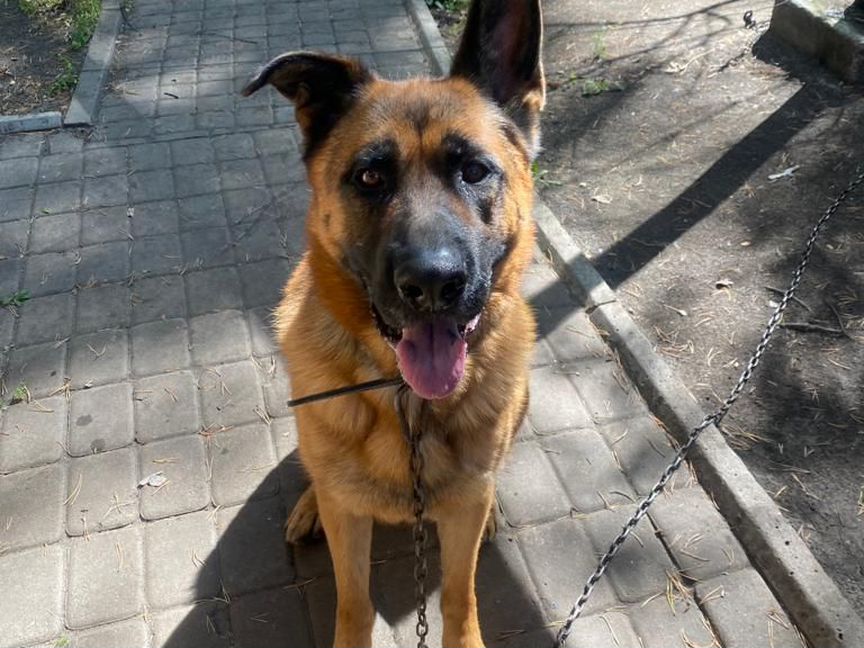 Отдам в добрые руки пса