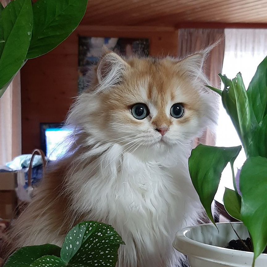 Мальчик золотая британская шиншилла blh ny12