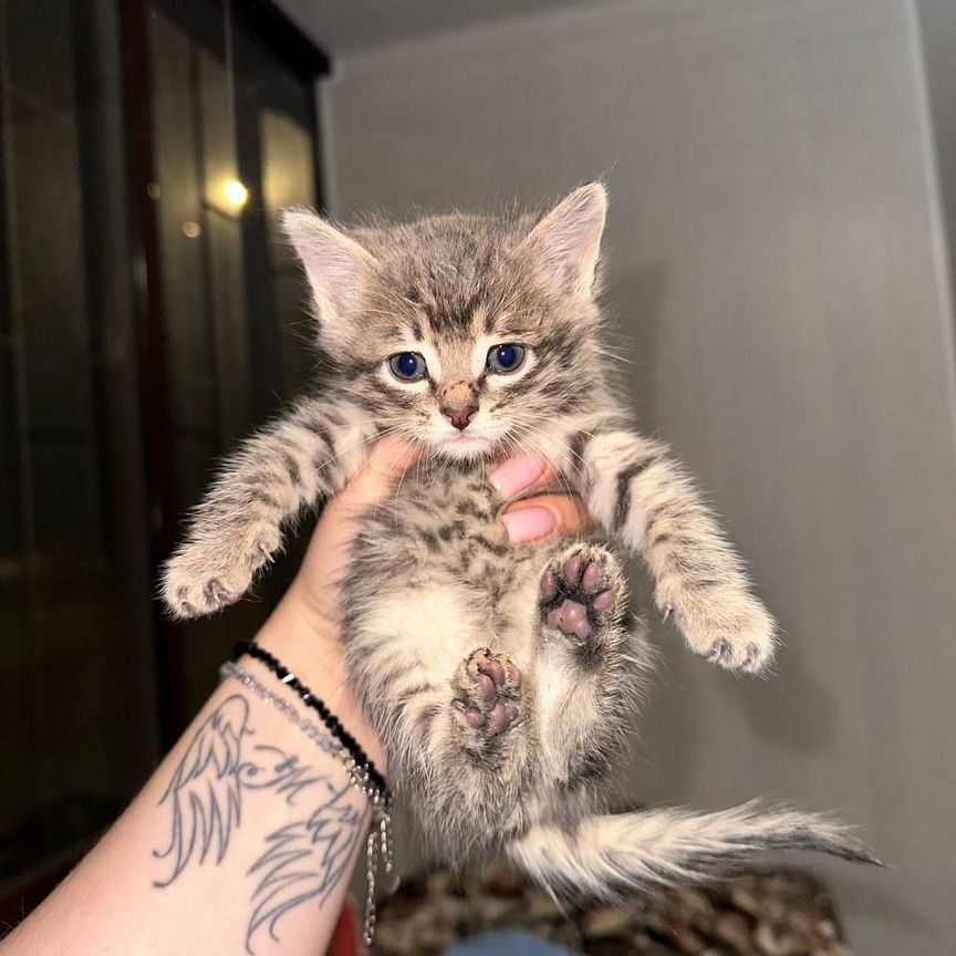 Котята в добрые руки бесплатно мальчик