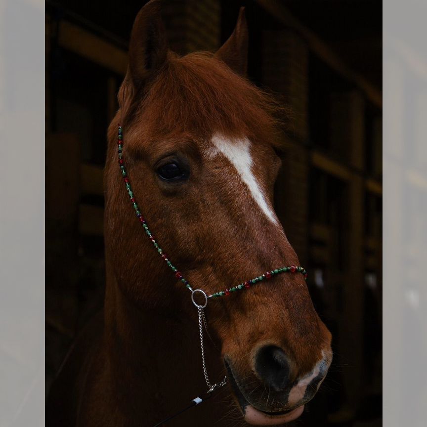 Выводной недоузок на лошадь