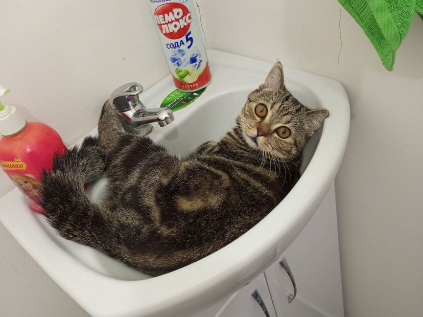 Скотиш страйт тэбби мрамор на золоте