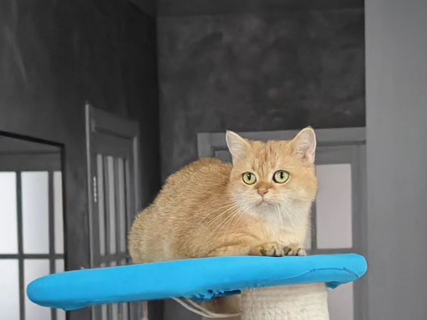 Британская золотая подружка Афродита