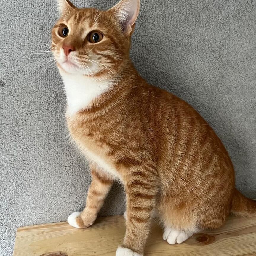 Рыжий котенок подросток Сема ищет дом