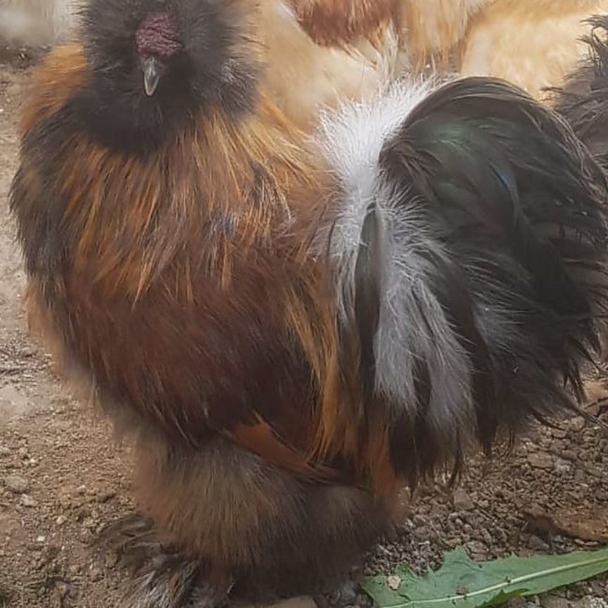 Продам шелковых петухов