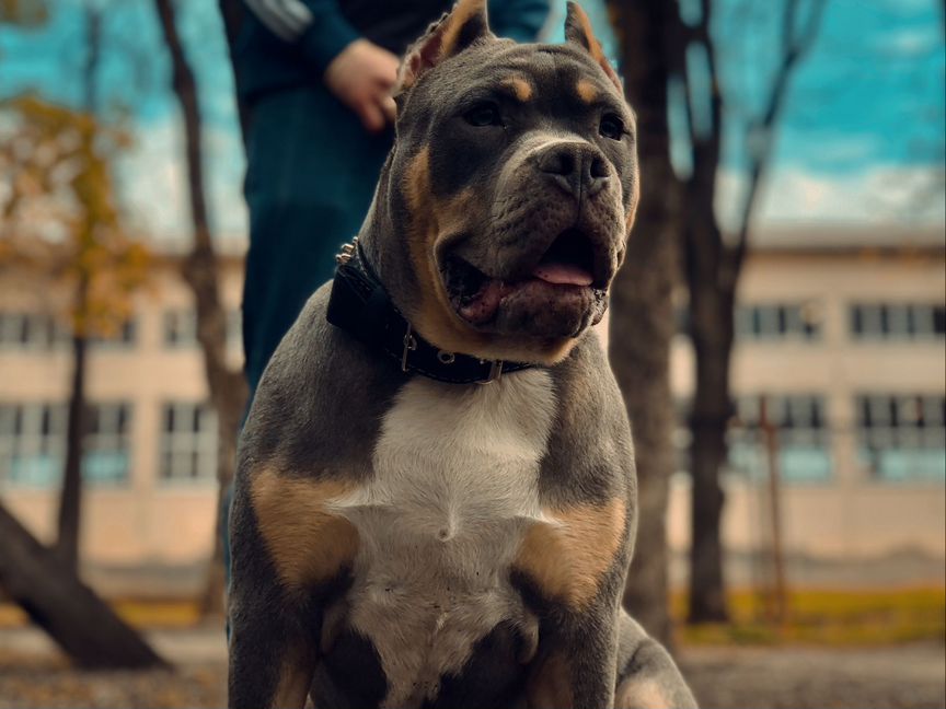 Вязка Американский булли