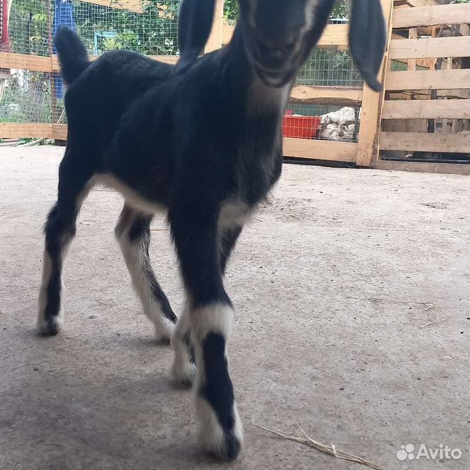 Козочка нубийских кровей