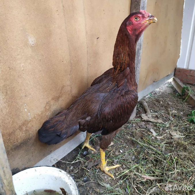 Бойцовые куры