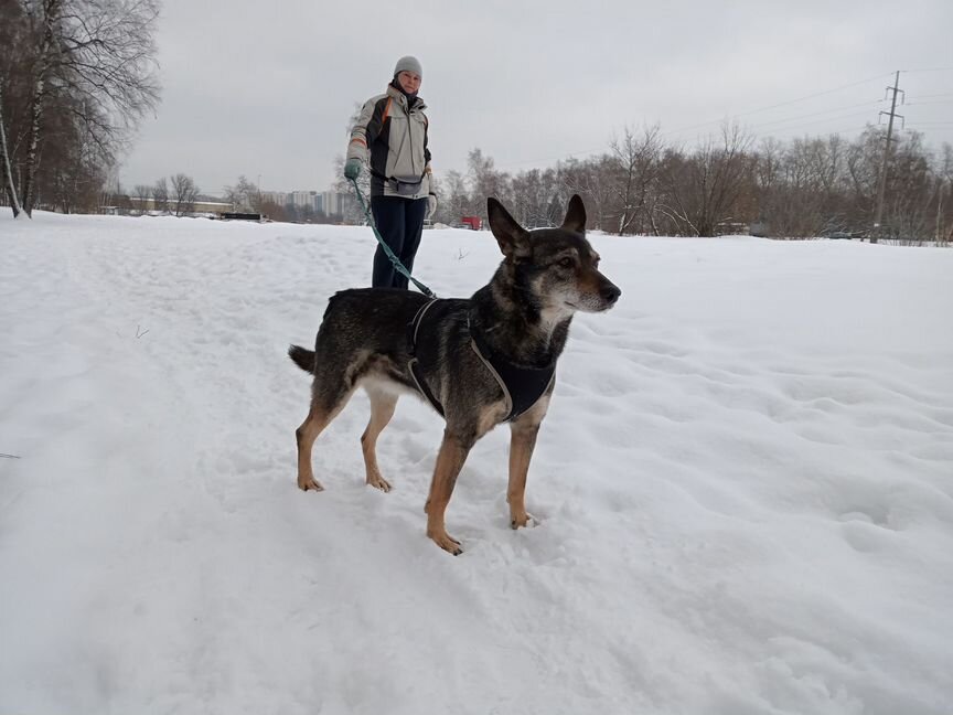 Обычные собаки с необычными сердцами ищут дом