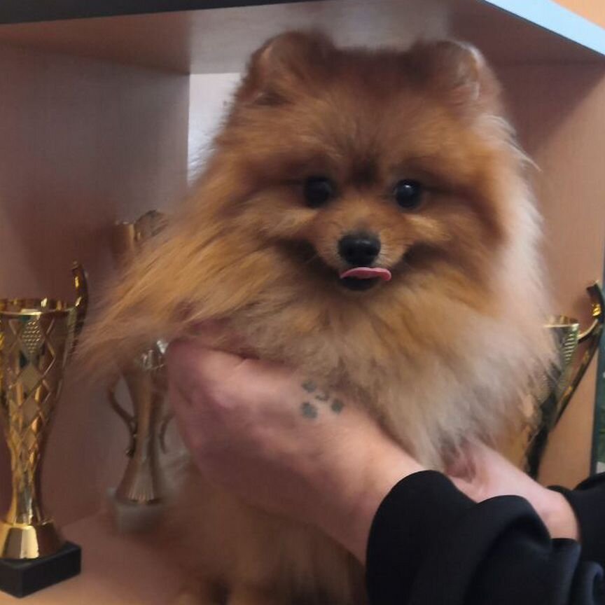 Померанский шпиц, вязка