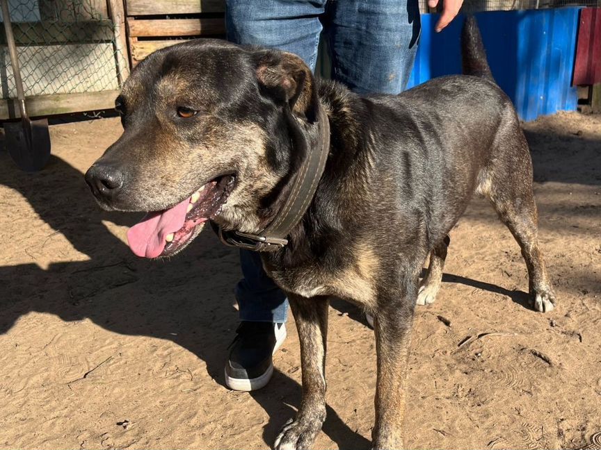 Собака в добрые руки