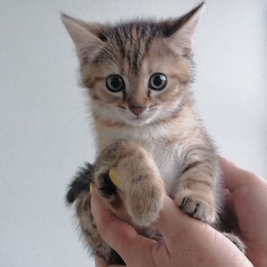 Котенок девочка. Стерилизация в подарок