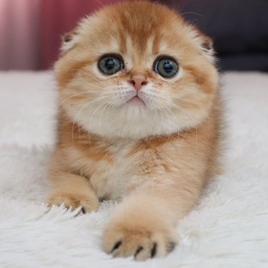 Шотландский вислоухий короткошёрстный котёнок