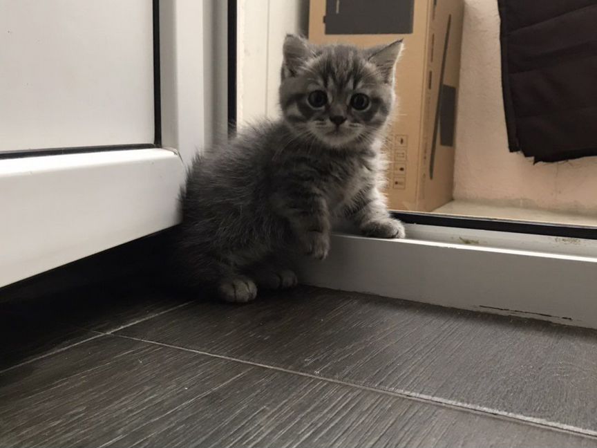 Котята породы манчкин
