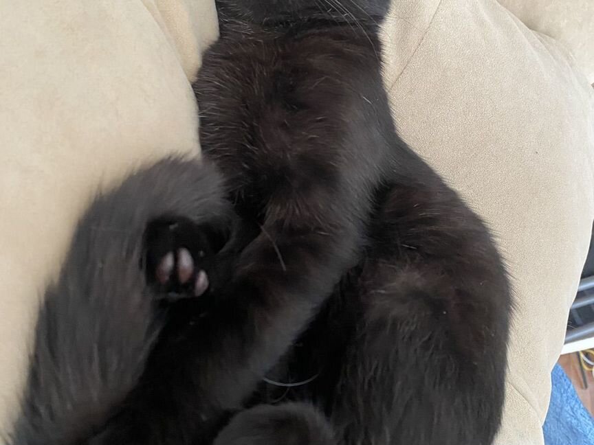 Отдам в добрые руки котов бесплатно