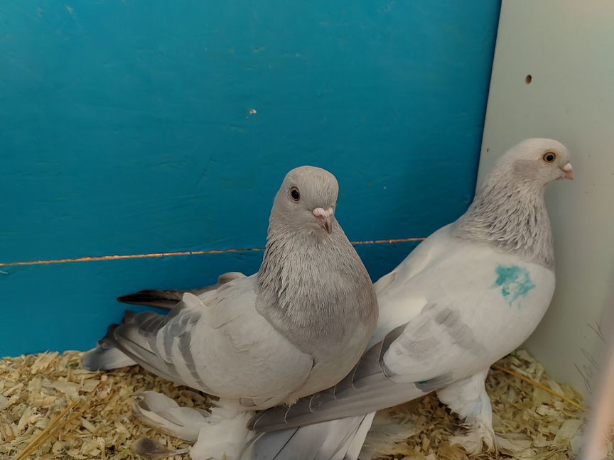 Голуби Касаны