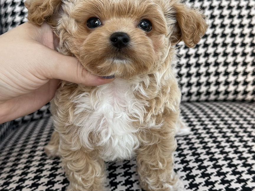 Лучшие щенки мальтипу ф1