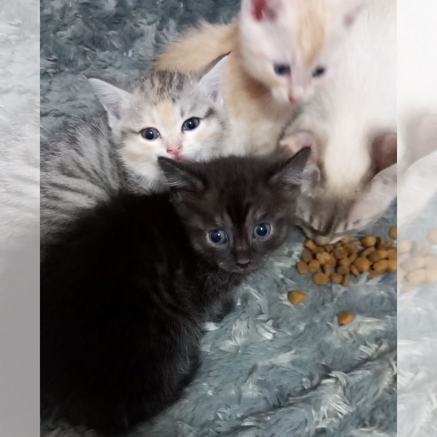 Котята в добрые руки бесплатно девочка