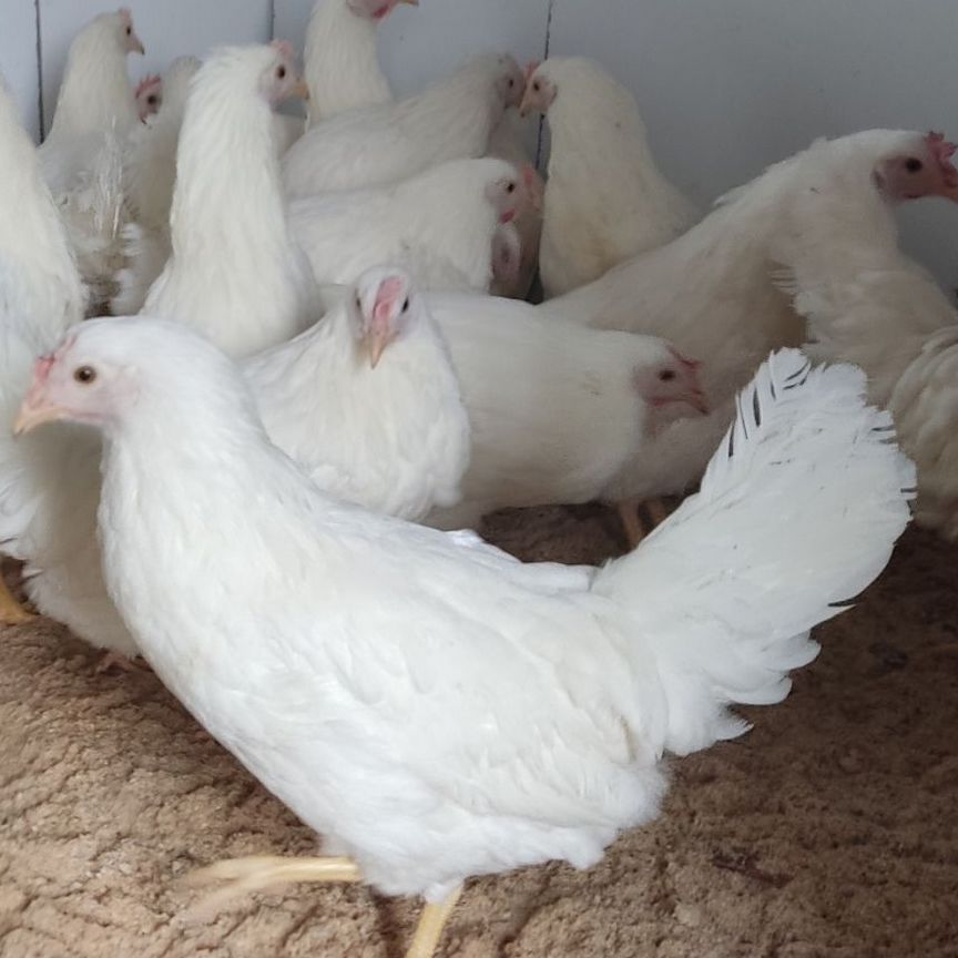 Куры молодки несушки Леггорн