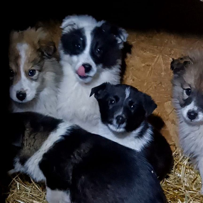 Отдам щенков дворняг в добрые руки