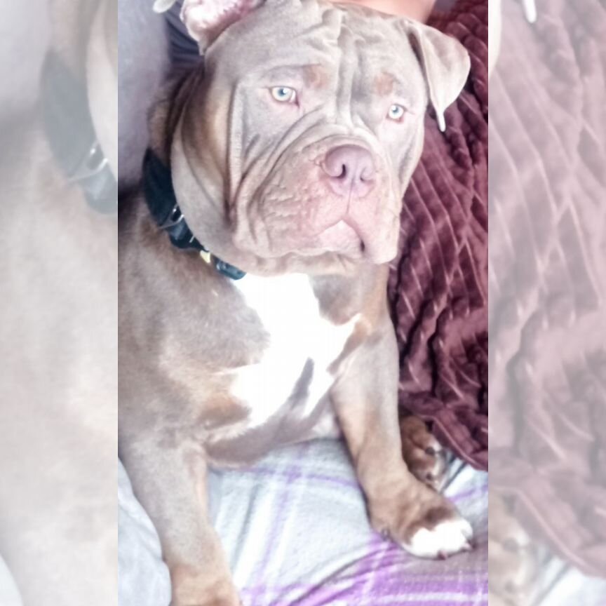 Американский булли вязка