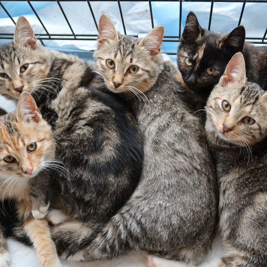 Котята в добрые руки