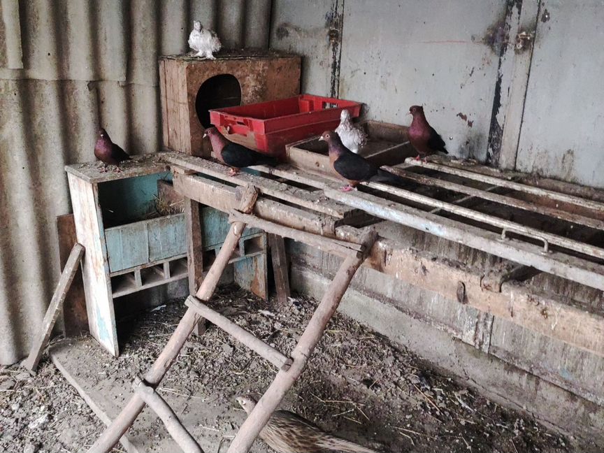 Продажа голубей