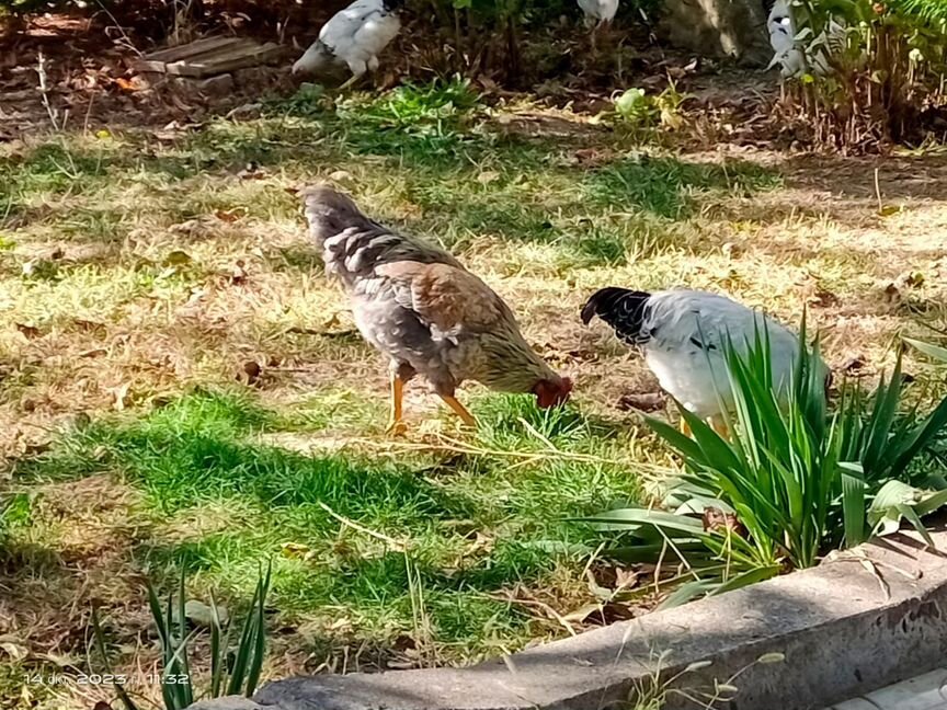 Молодые петушки