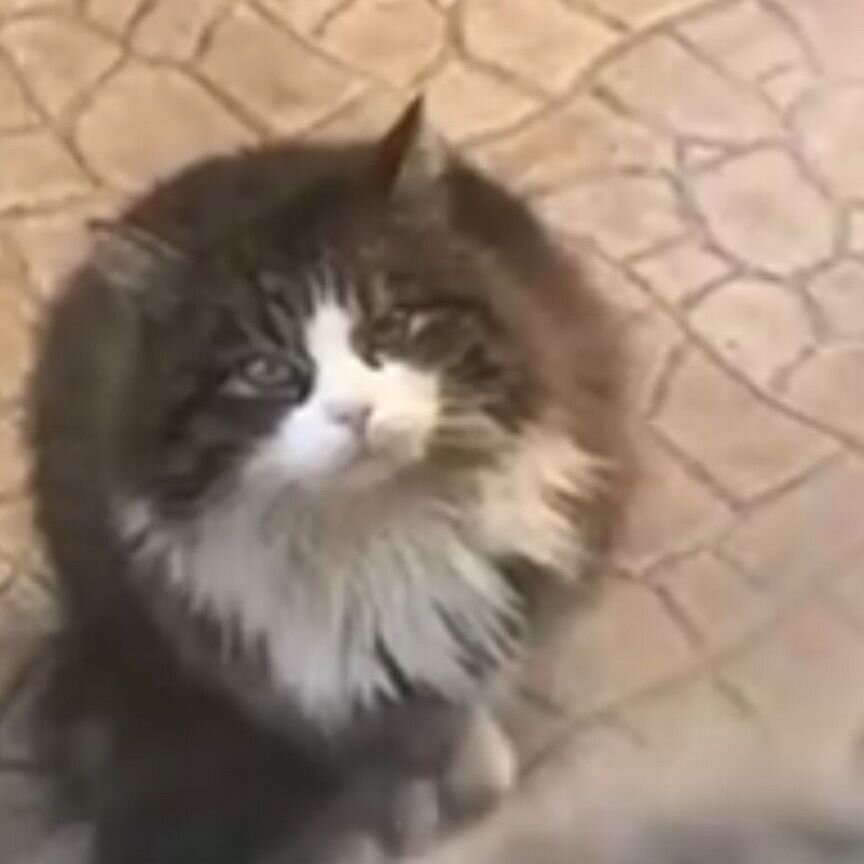 Чей кот