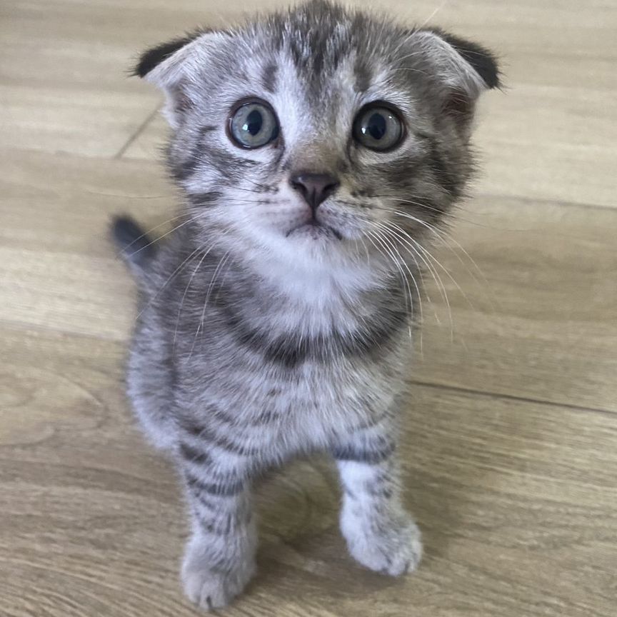 Вислоухие котята отдам бесплатно