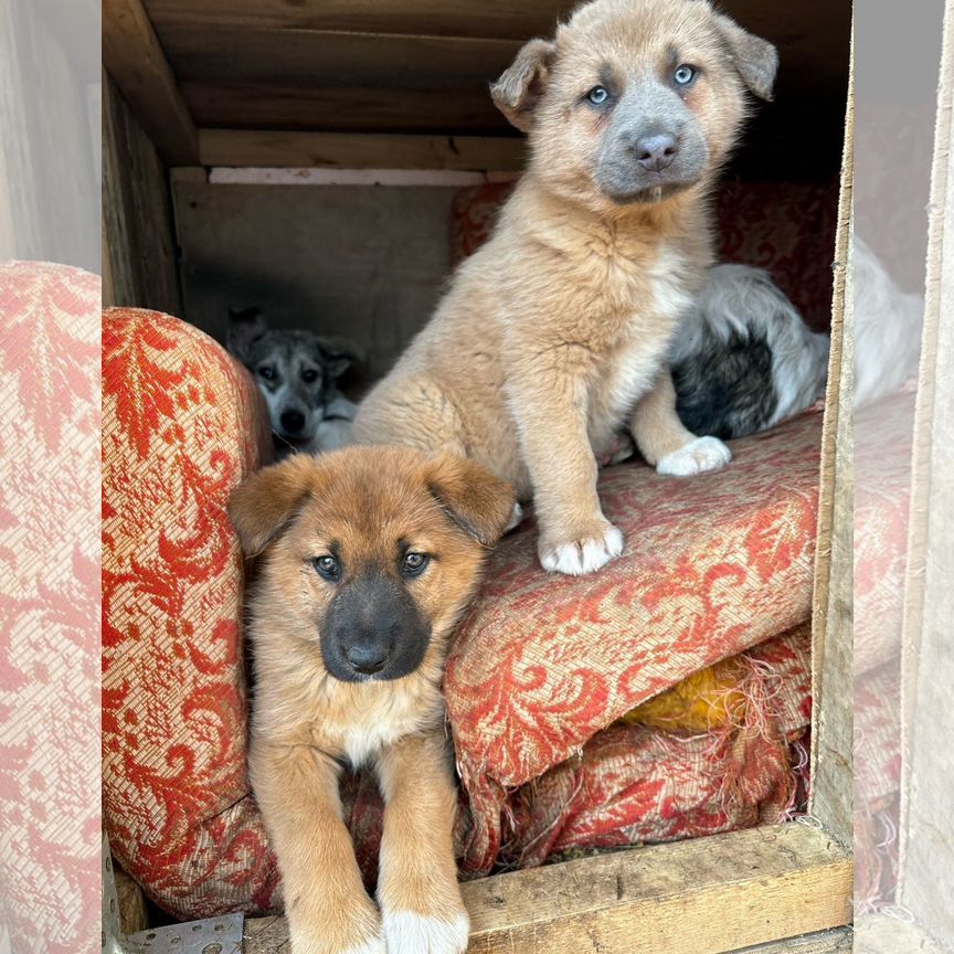 Щенок в добрые руки