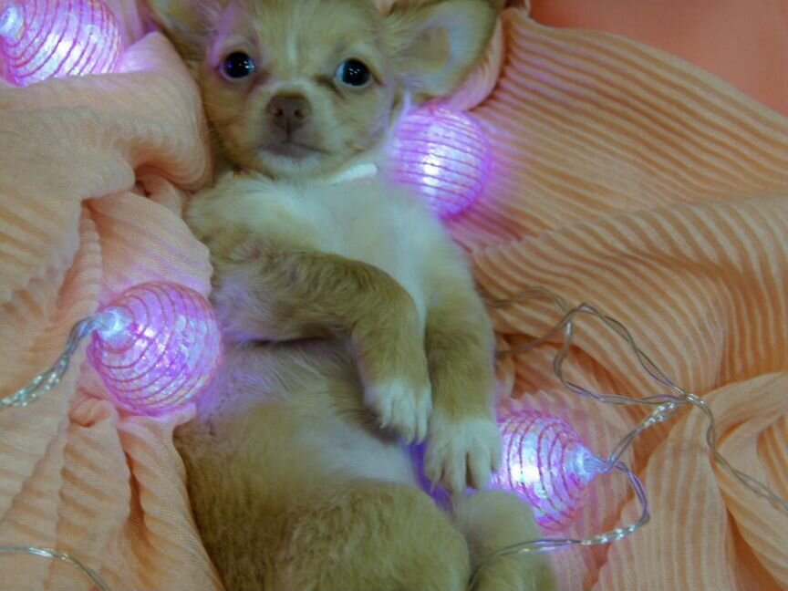 Чихуахуа мини длинношерстные