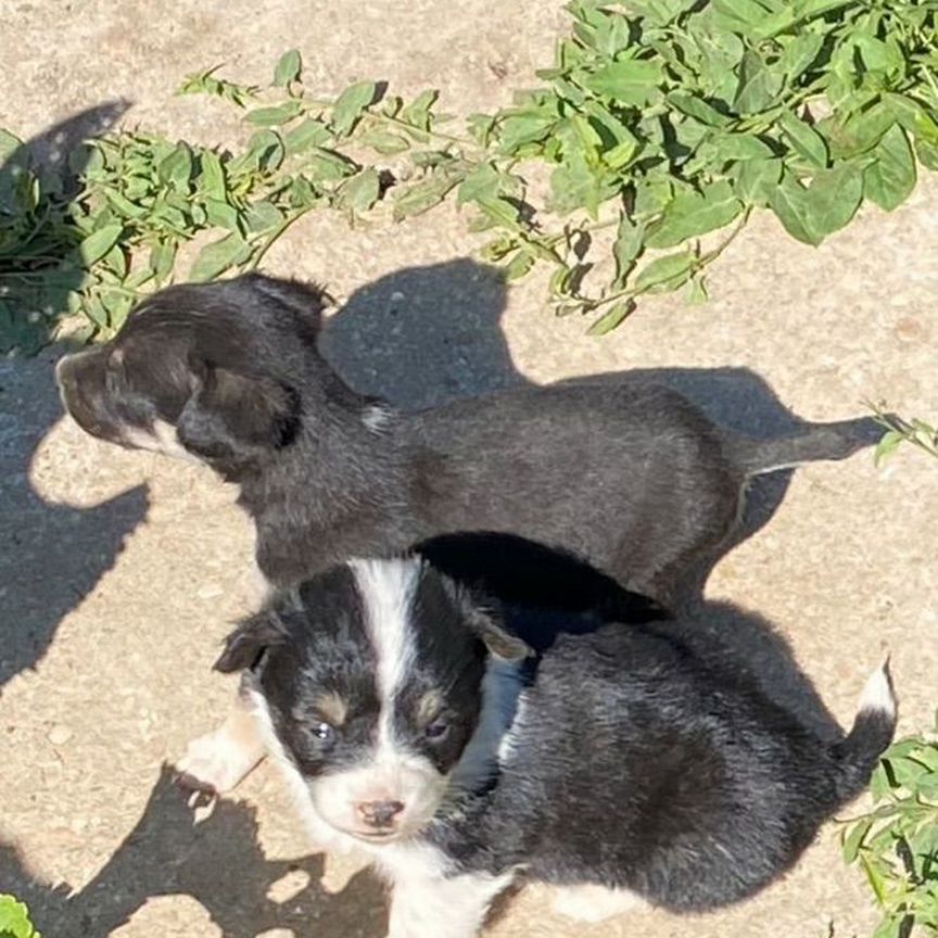 Собачата в добрые руки, отдам бесплатно