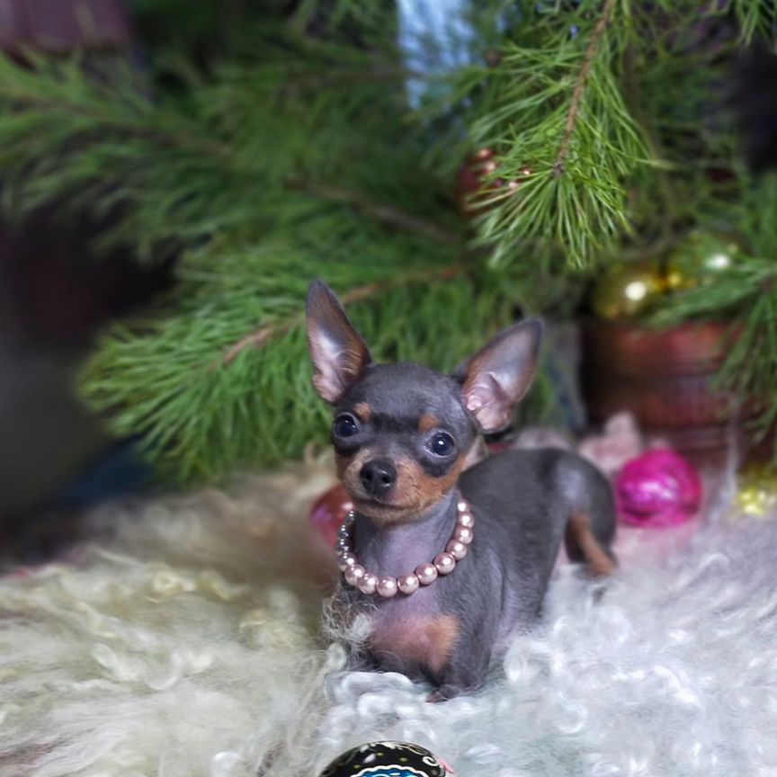 Мини Мальвина